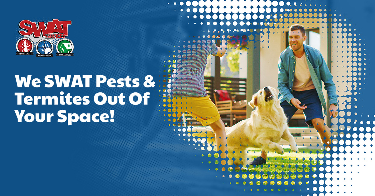 Pest & Termite Control in Marietta | SWAT Services