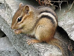 Get Rid of Chipmunks | SWAT Services